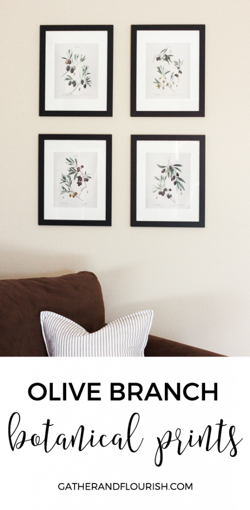 Olive Branch Botanical Prints - Gather and Flourish